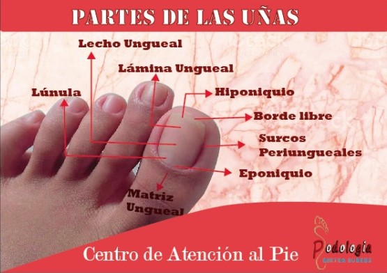 CONOCE TUS UÑAS - CENTRO DE ATENCIÓN AL PIE